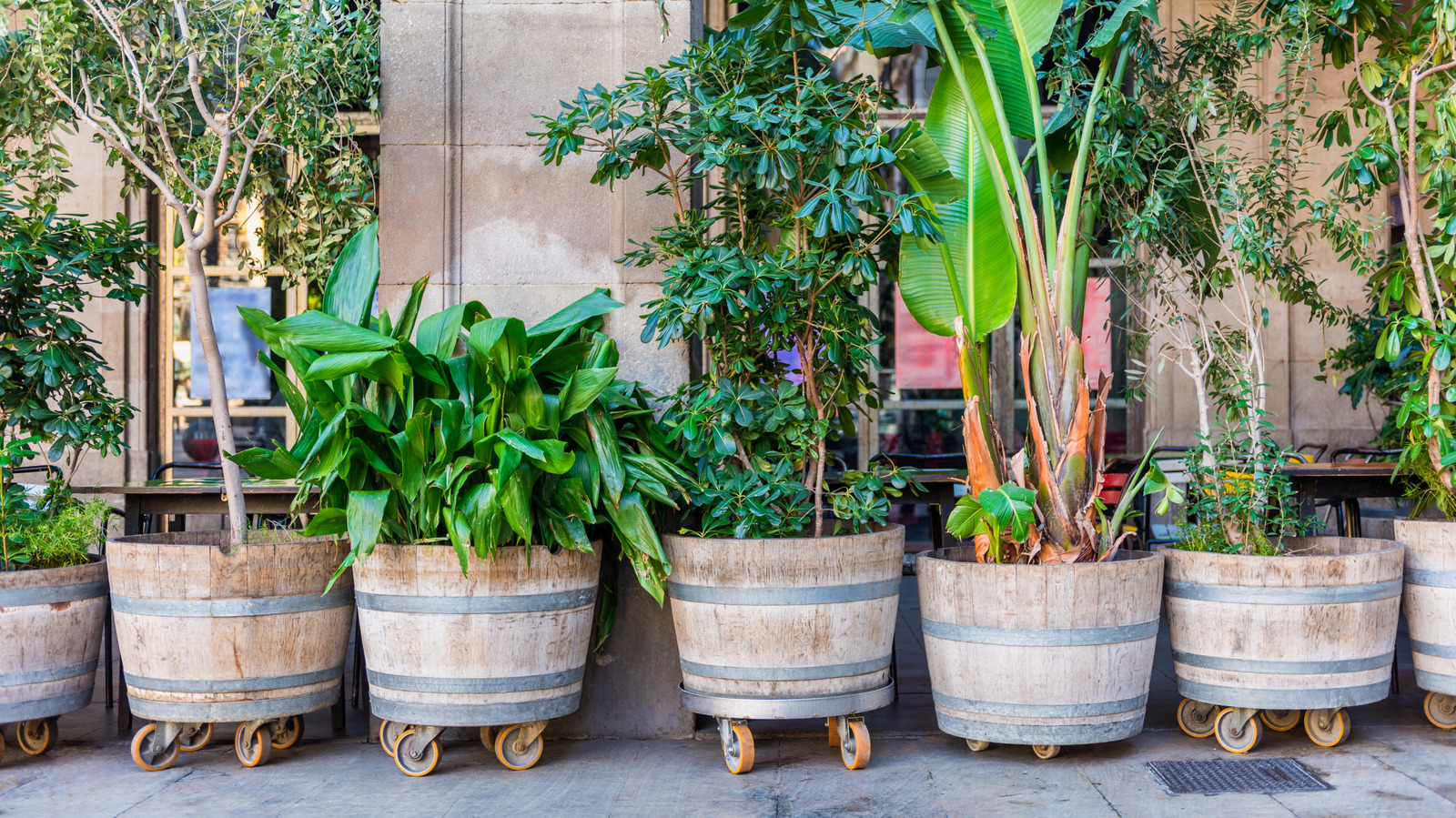 10 Affordable Rolling Plant Stands That Make Moving Your Houseplants A ...