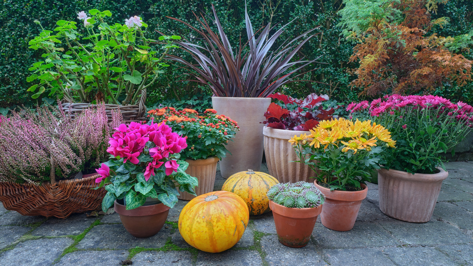 10 Best Plants To Grow In Containers