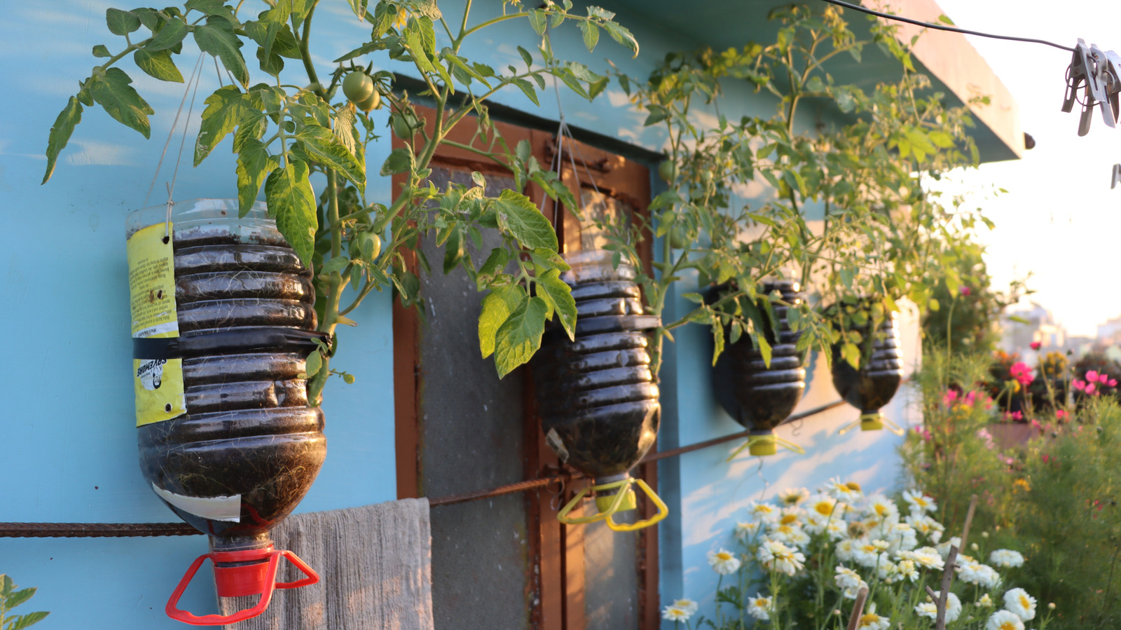 10 Common Household Items You Should Be Repurposing In Your Yard & Garden