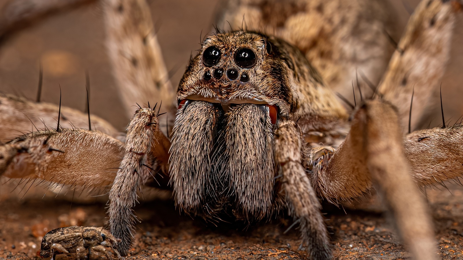 10 Common Wolf Spider Look Alikes You Might Find At Home And Which To Worry About