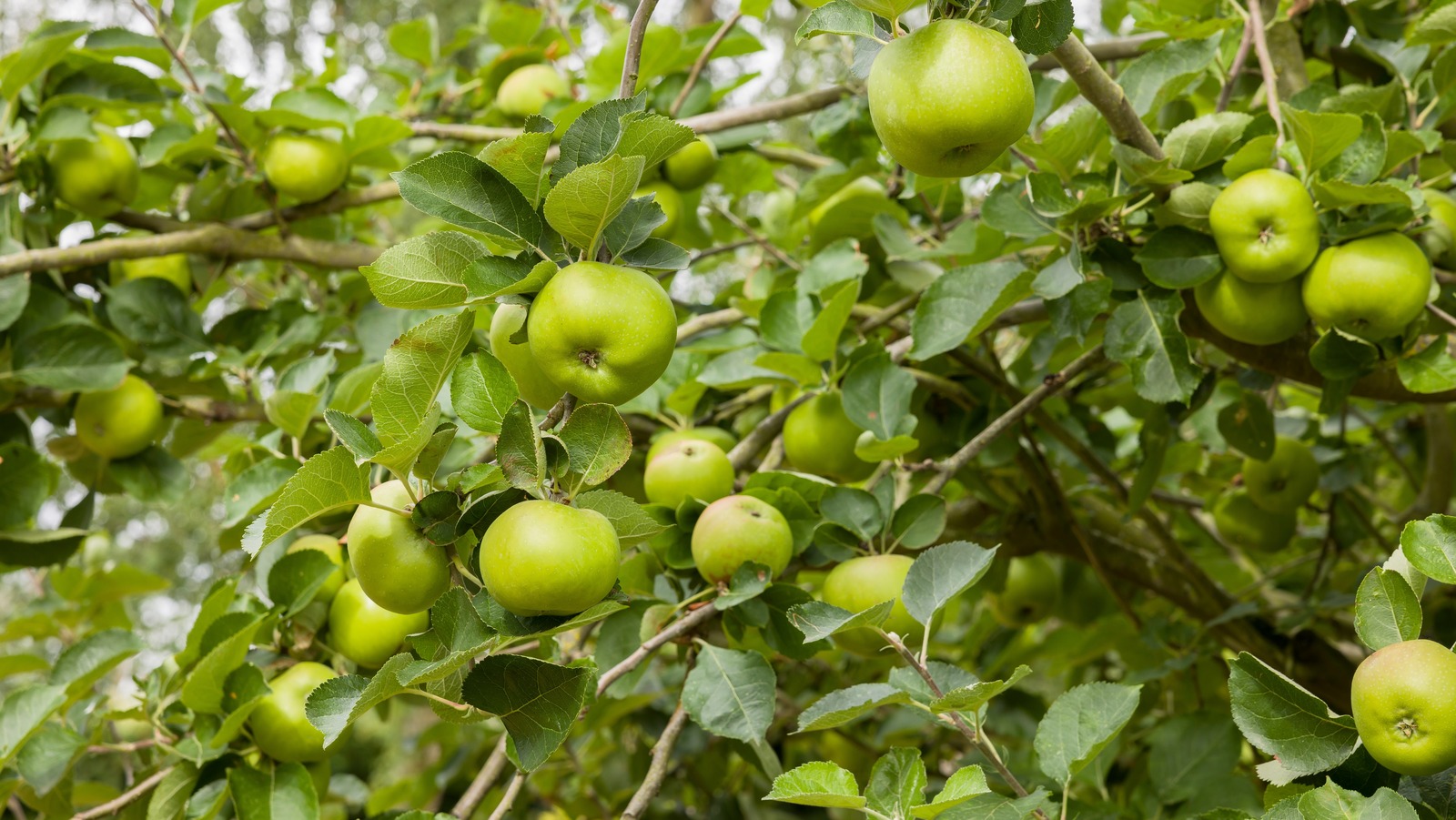 The 10 Best Companion Plants To Grow With Apple Trees In Your Yard