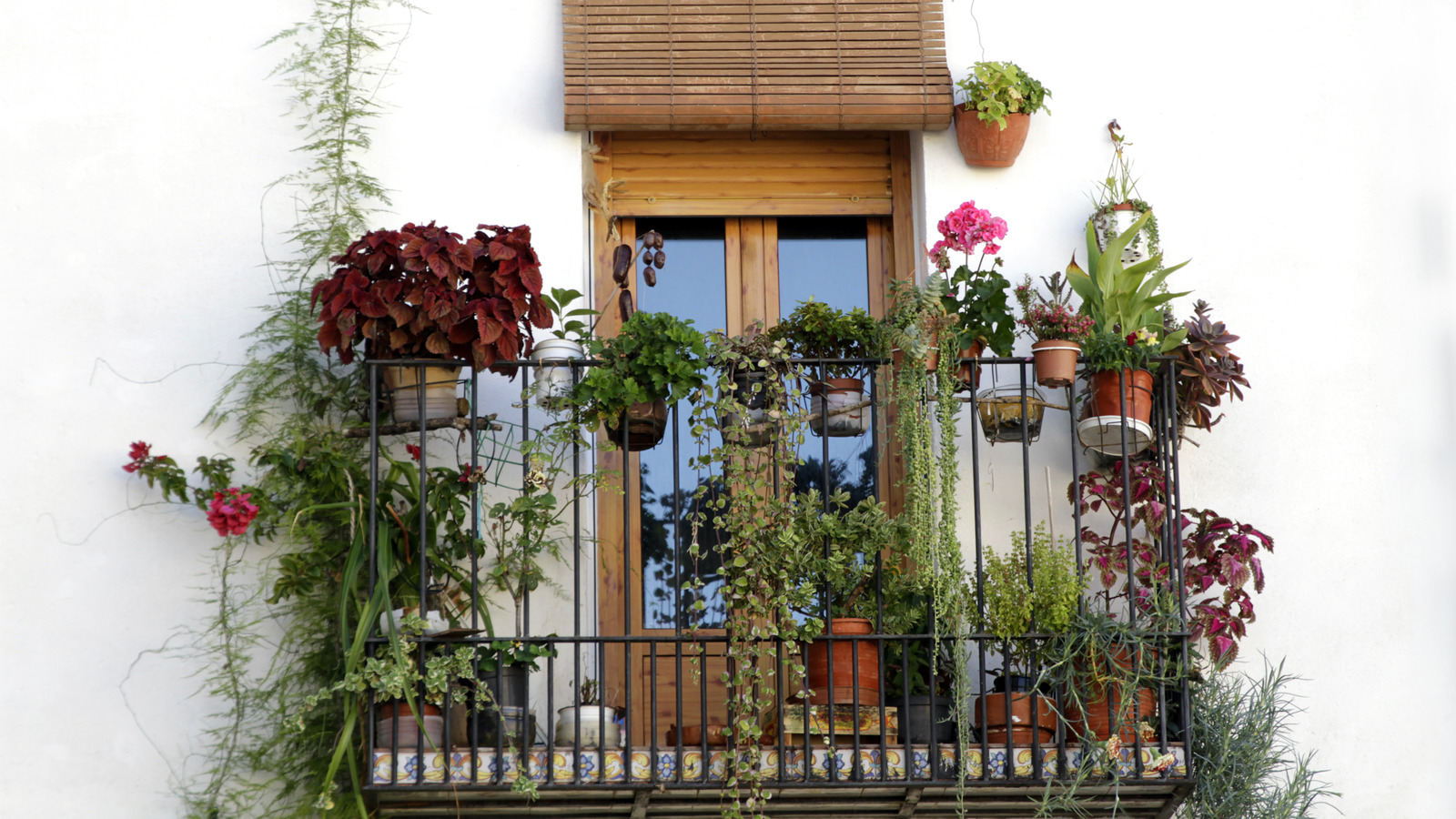 10 Easy-To-Grow Vines That Are Perfect For Your Balcony Or Patio