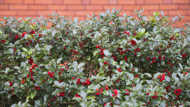 10 Evergreen Shrubs To Make Your Landscaping Look Great All Year