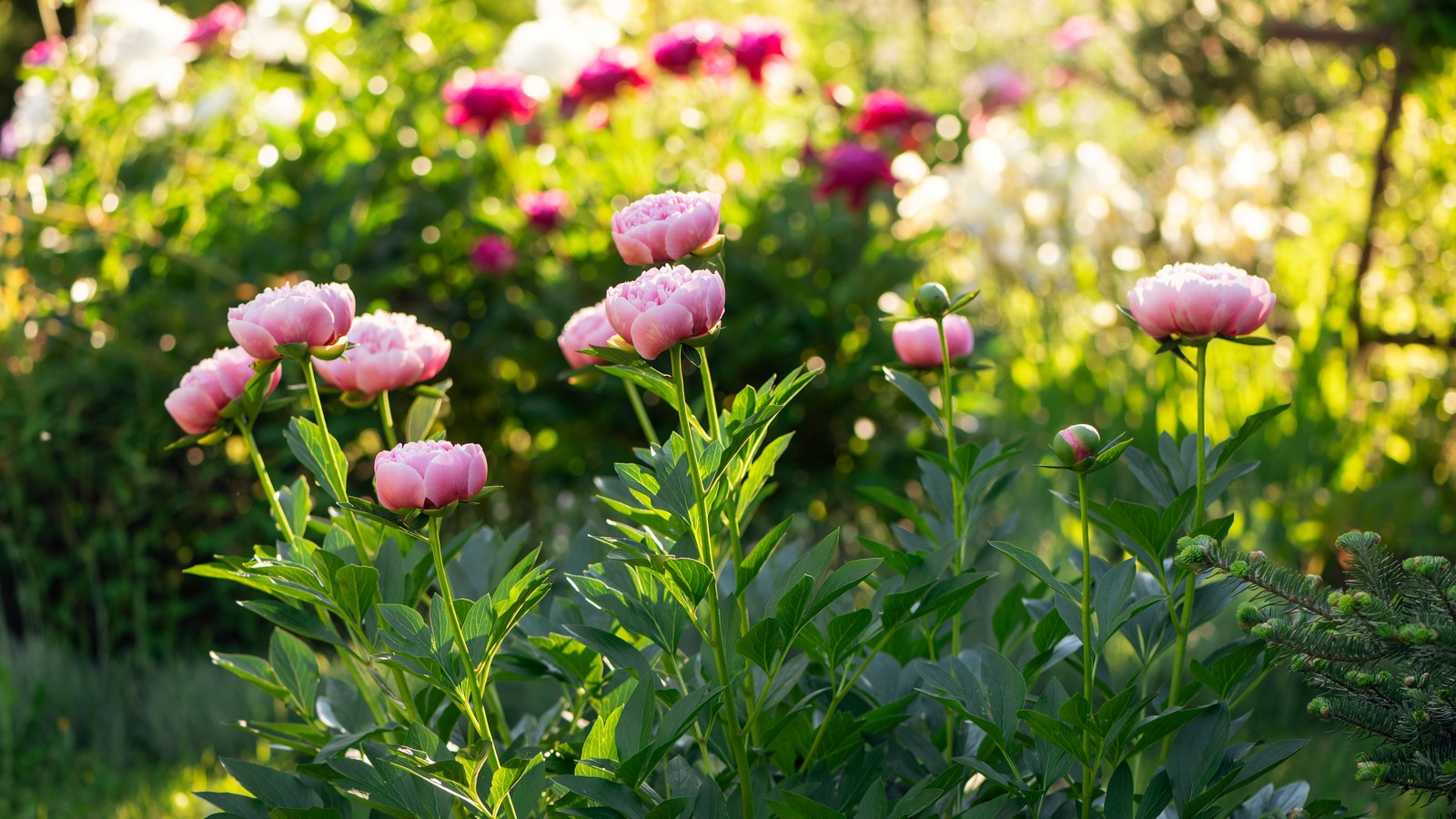 10 Flowering Trees To Plant Peonies Under For A Gorgeous Garden Look, According To Our Master ...