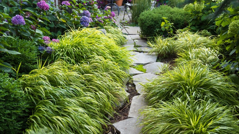 10 Japanese Grass Varieties That Will Elevate Your Landscape