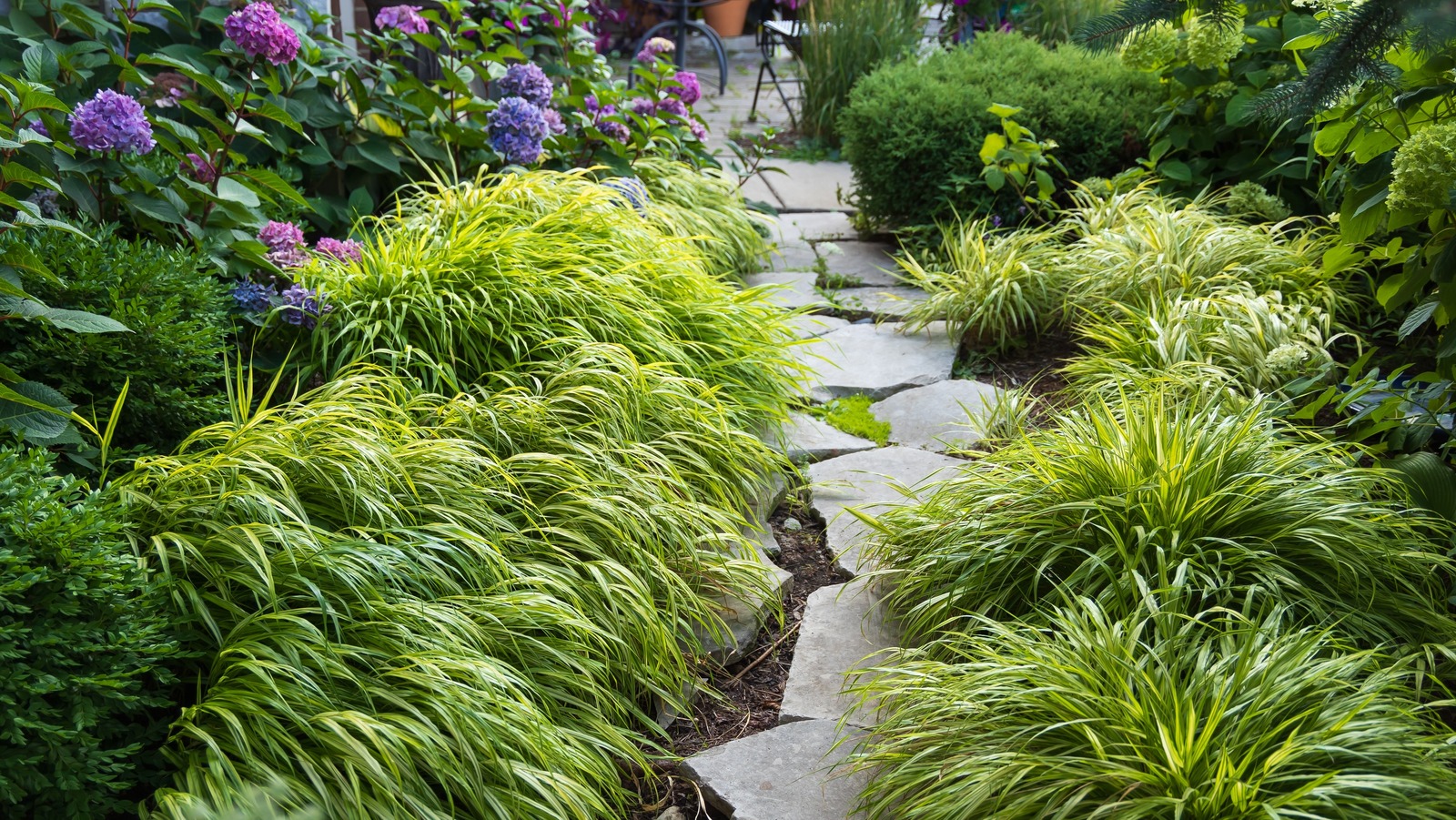 10 Japanese Grass Varieties That Will Elevate Your Landscape