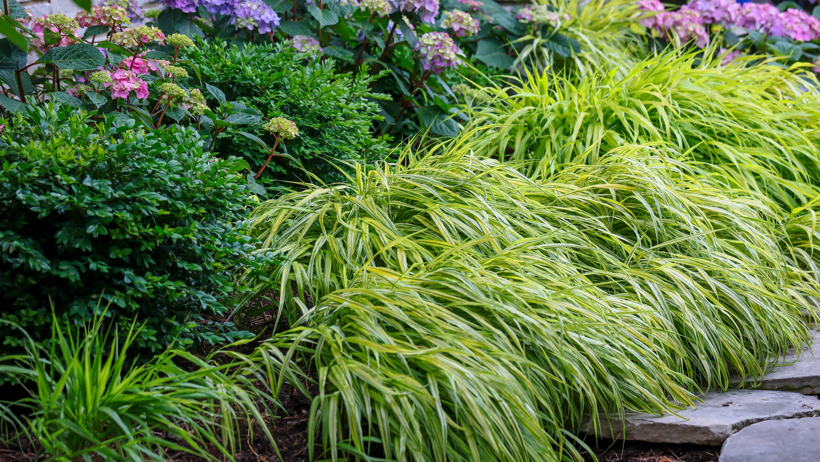 10 Japanese Grass Varieties That Will Elevate Your Landscape