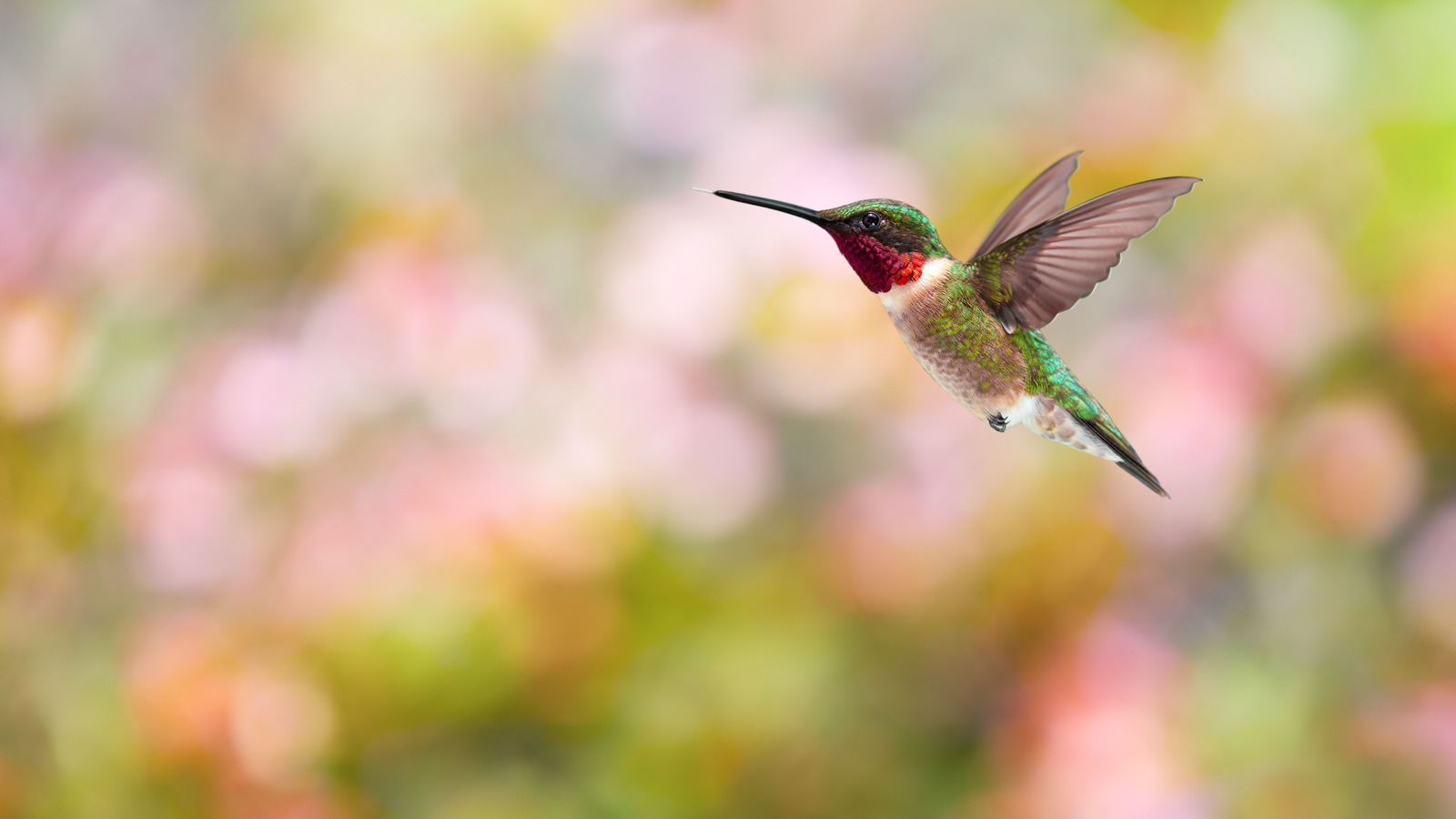 10 Plants You Can Overwinter In Water To Plant For The Hummingbirds In ...