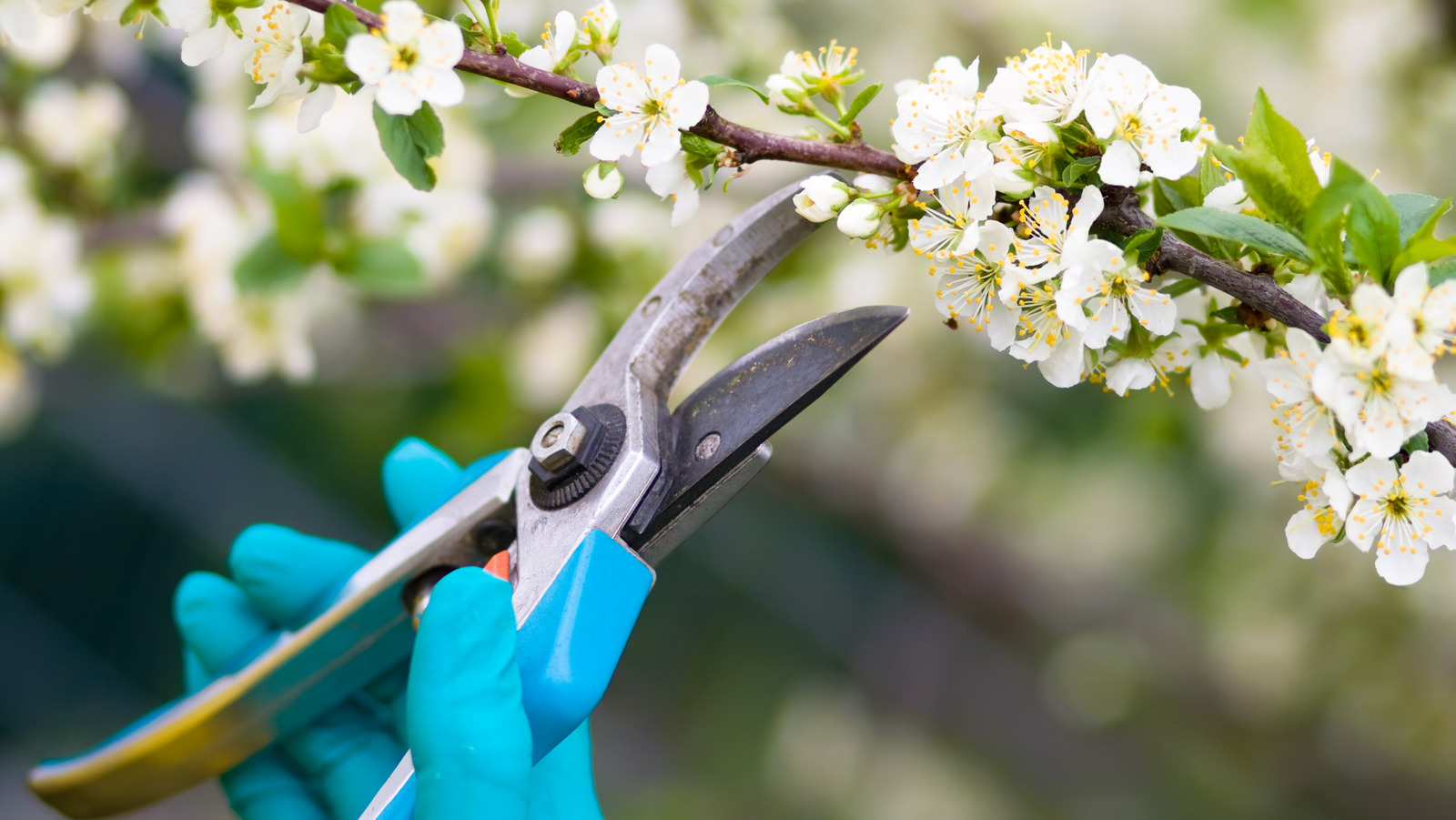 10 Plants You Shouldn't Be Pruning In Early Spring (And When To Do It ...