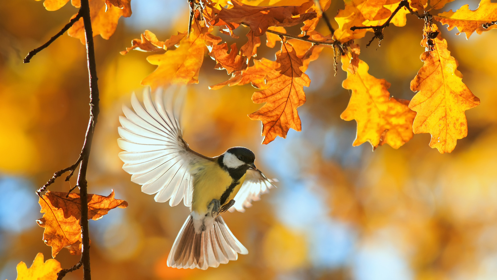 10 Simple Tips To Keep Birds Flocking To Your Yard In The Fall