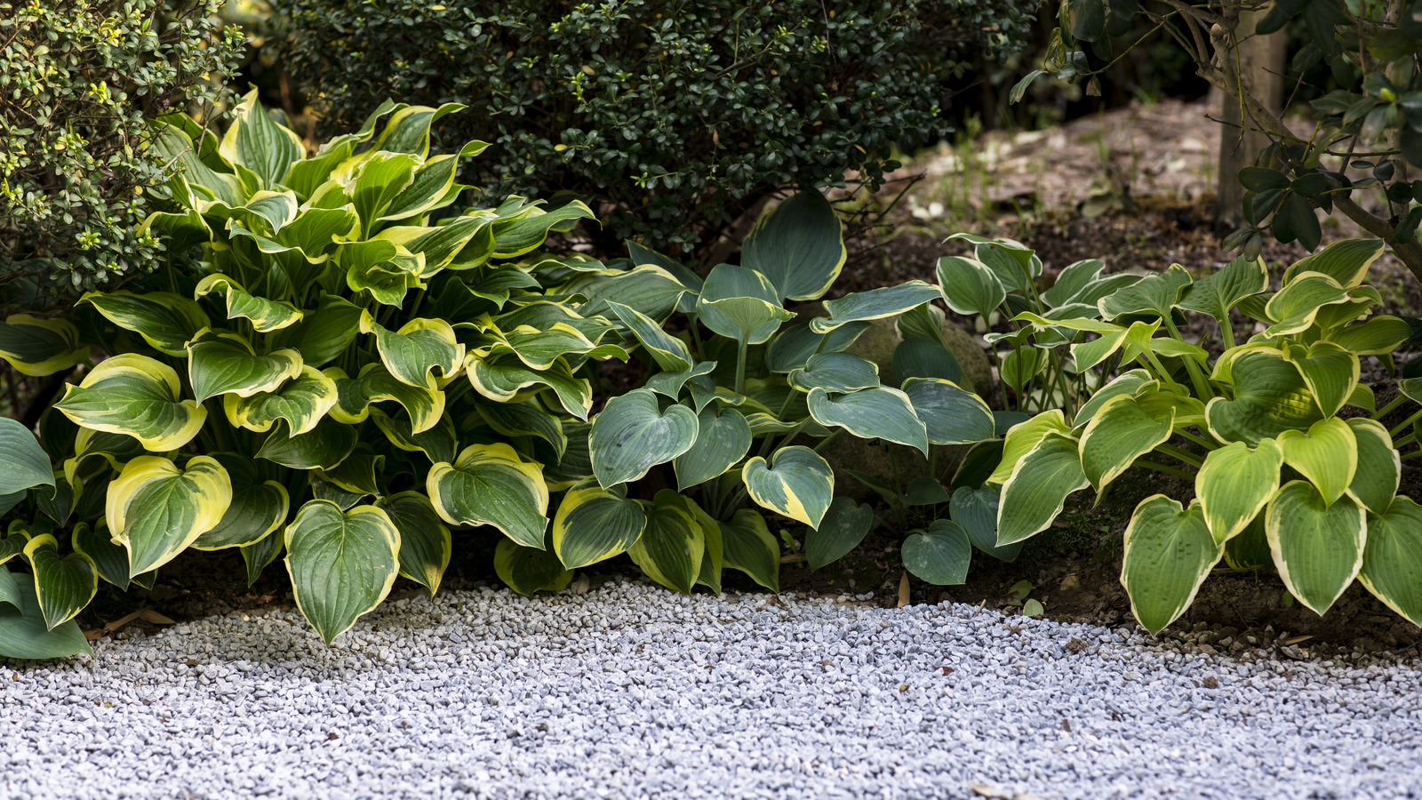 10 Stunning Ground Covers That Grow Perfectly With Hostas