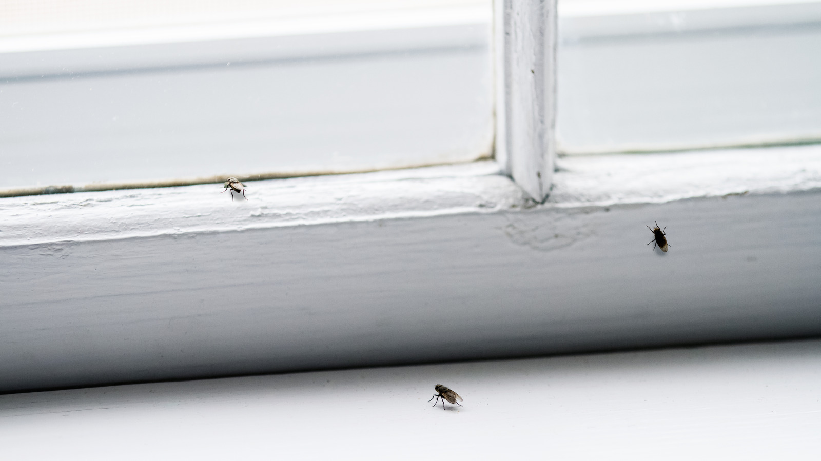 10 Things To Place On Your Window Sills To Keep Pests Out
