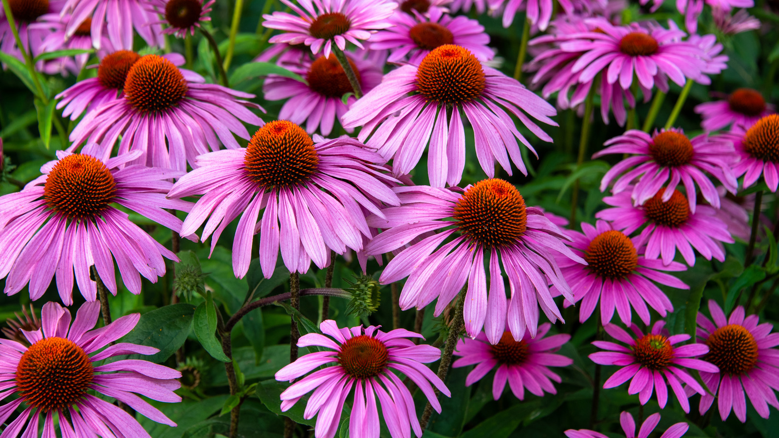 11 Common Pests That Are After Your Coneflower & What To Do About Them