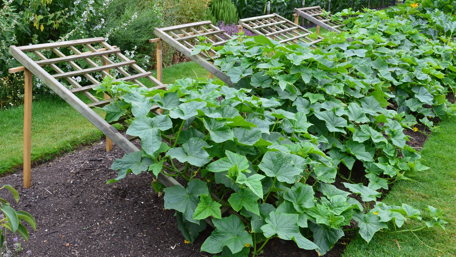 11 DIY Trellis Ideas For Growing Big, Healthy Cucumbers In Your Garden