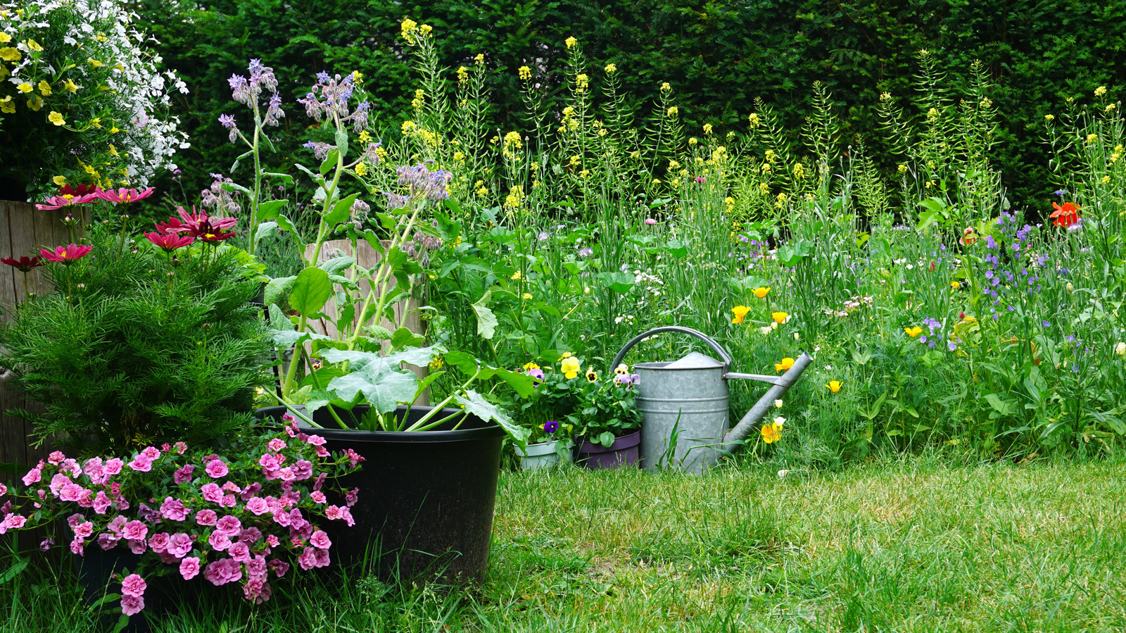 11 Flowers To Start Growing In January For A Brimming Spring Garden