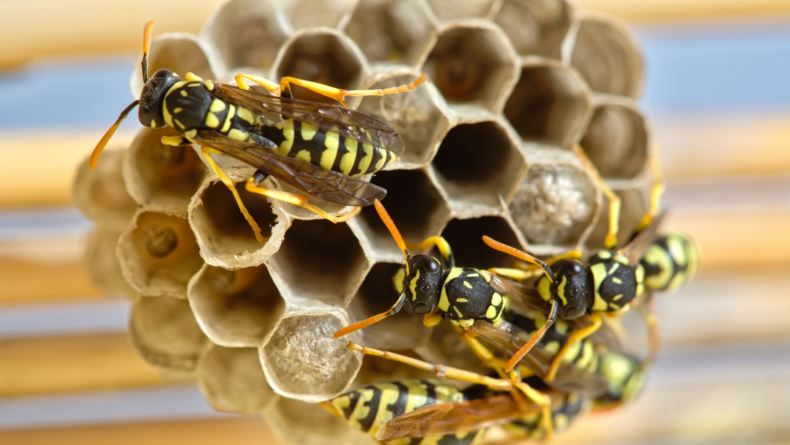 11 Sneaky Spots Wasps Are Building Their Nests Around Your Home