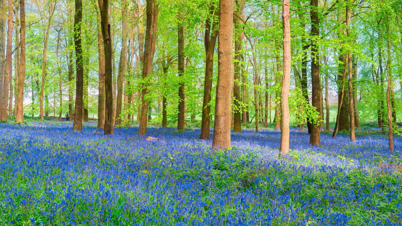 11 Trees And Shrubs That Bloom With Beautiful Blue Flowers