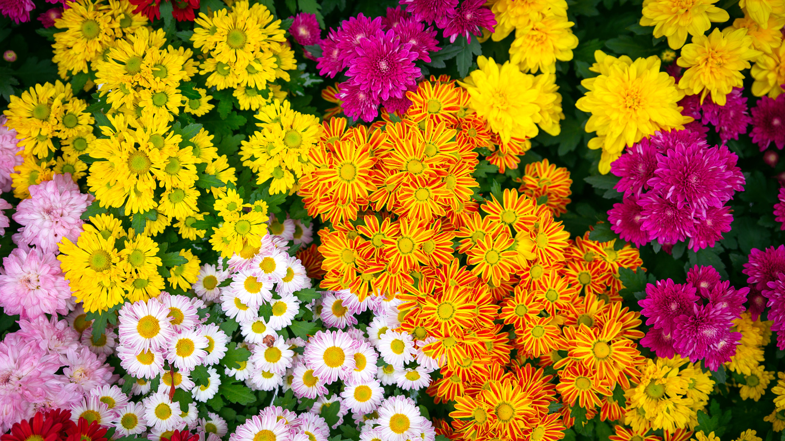 12 Beautiful Mums To Plant In Spring In Your Garden, Recommended By Our ...