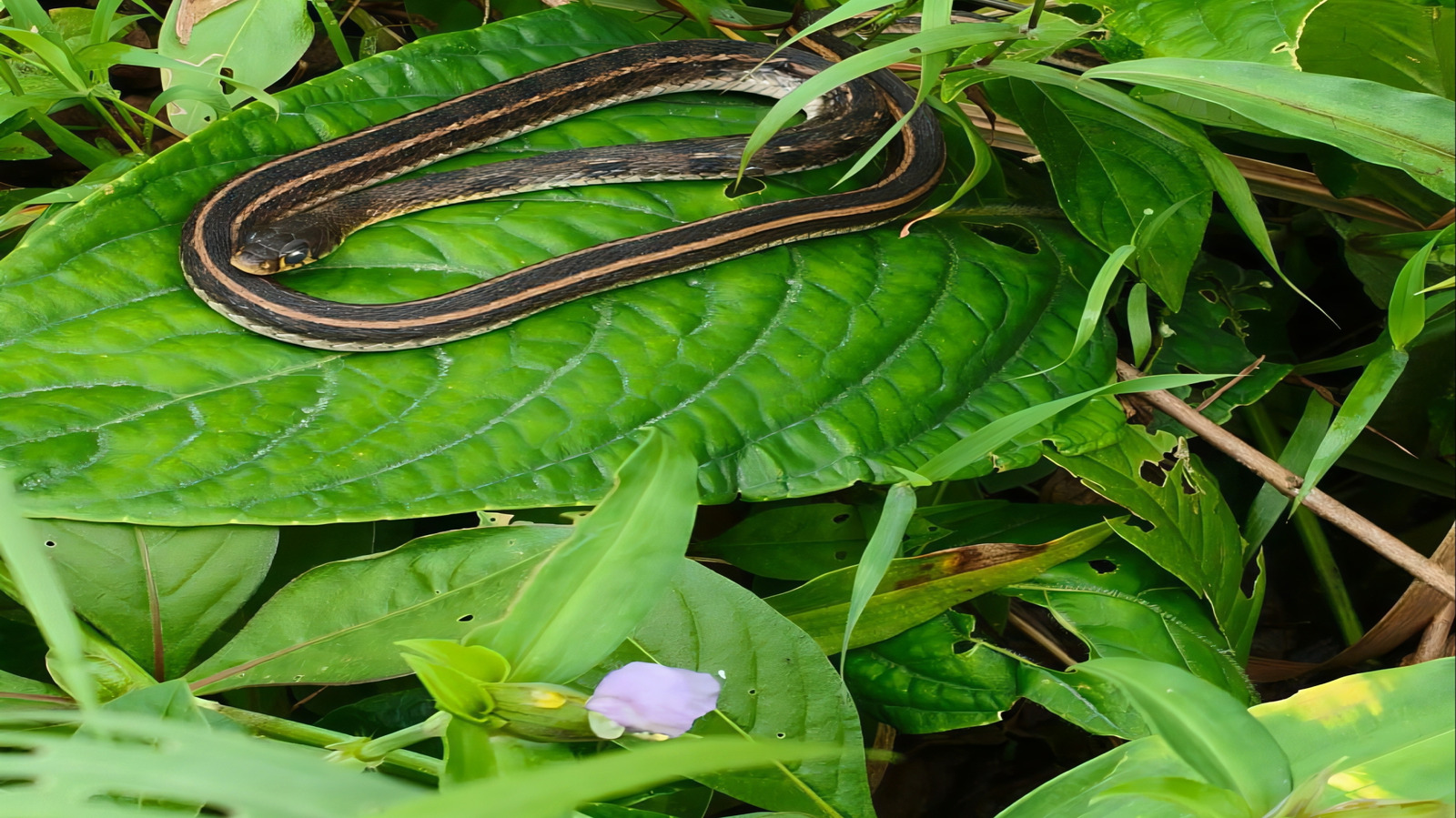 12 Black Snake Species That May Be Lurking In Your Garden (& Why The ...