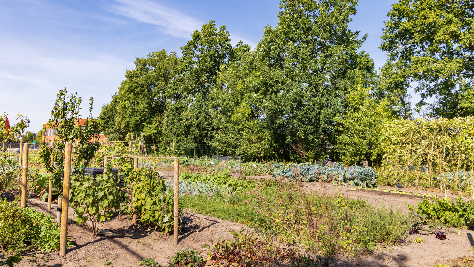 Drought Tolerant Vegetable Plants