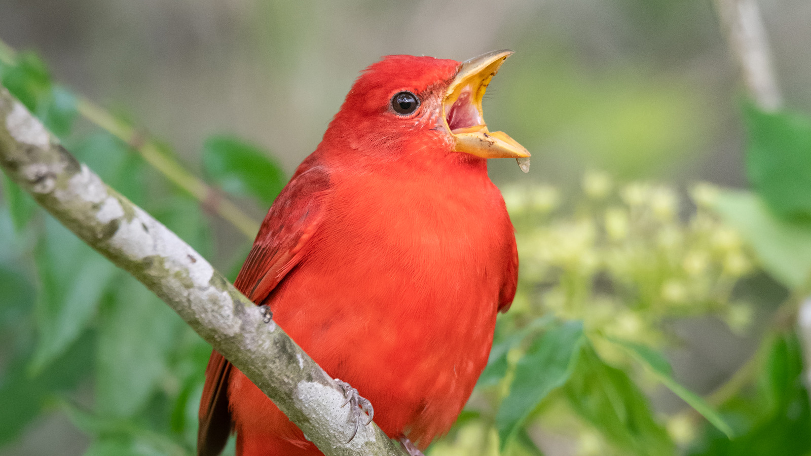 12 Fiery Red Birds You Might Be Seeing Around Your Yard & Garden