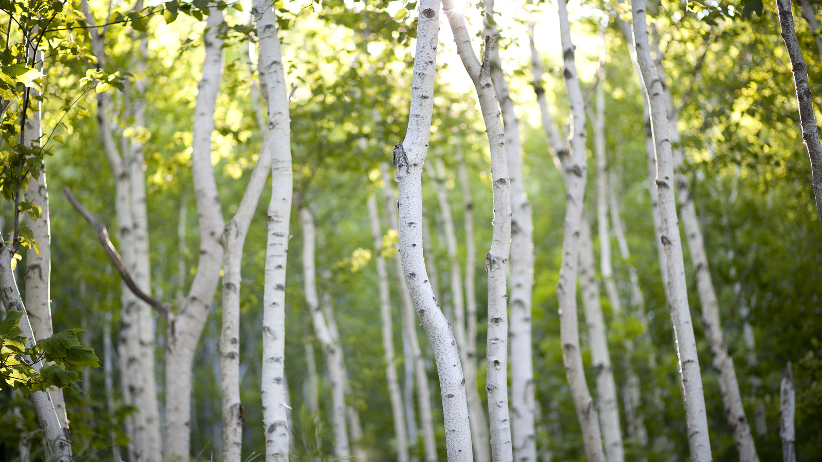 12 Gorgeous Trees With White Bark To Add Striking Interest To Any Backyard