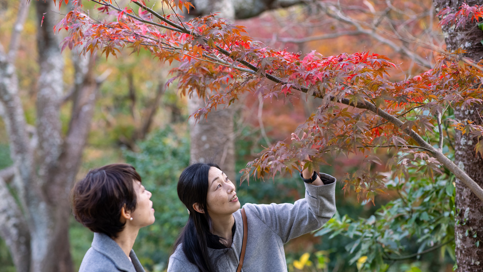 The Best Japanese Maple Tree Varieties To Grow To Bring Beauty To Your Yard
