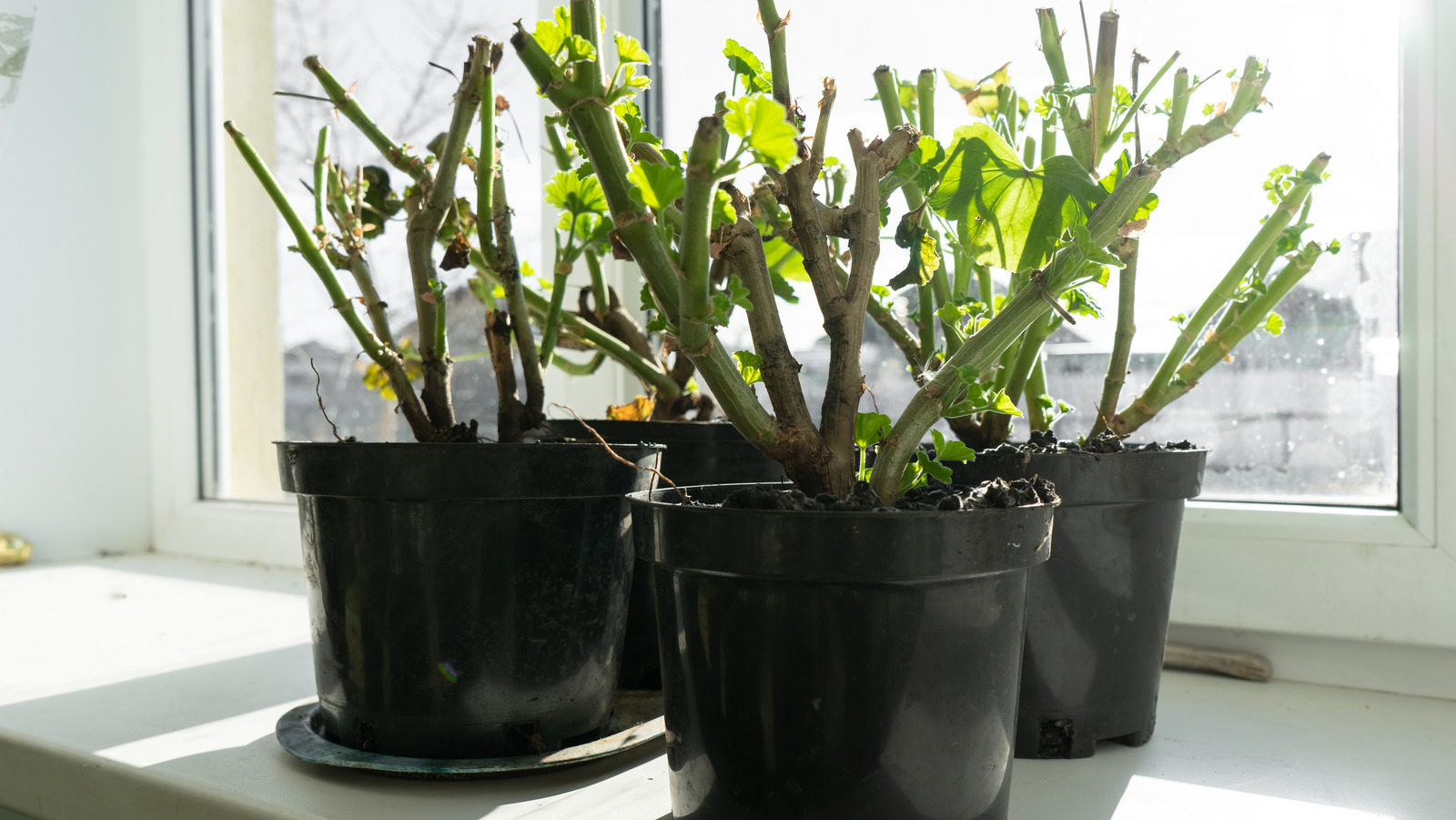 12 Popular Plants That Need To Be Overwintered Before Temperatures ...