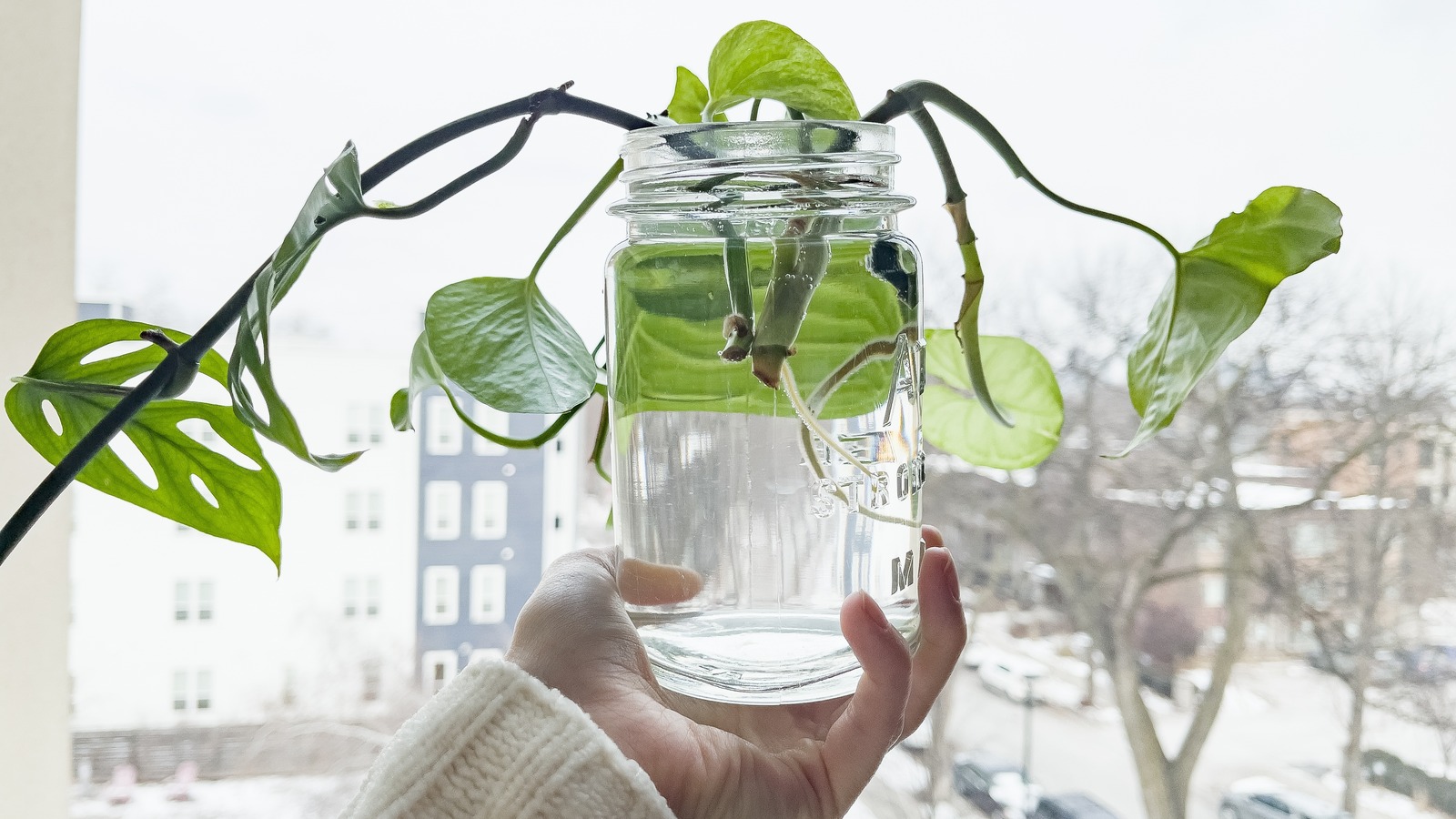 Houseplants That Can Be Propagated In Water