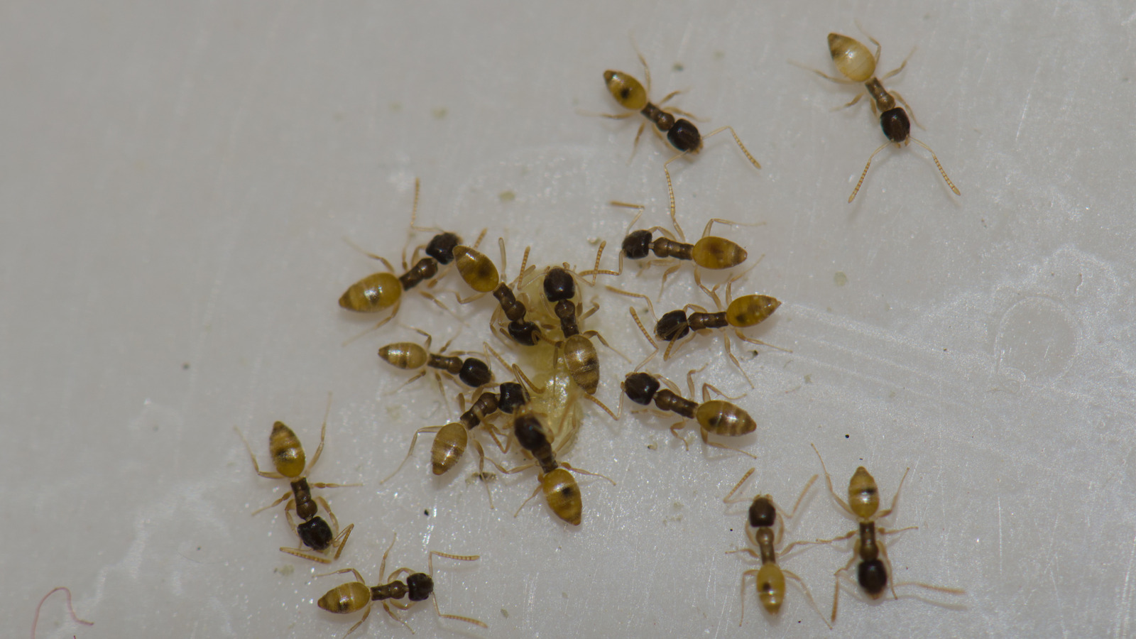 12 Ways To Get Rid Of Ghost Ants
