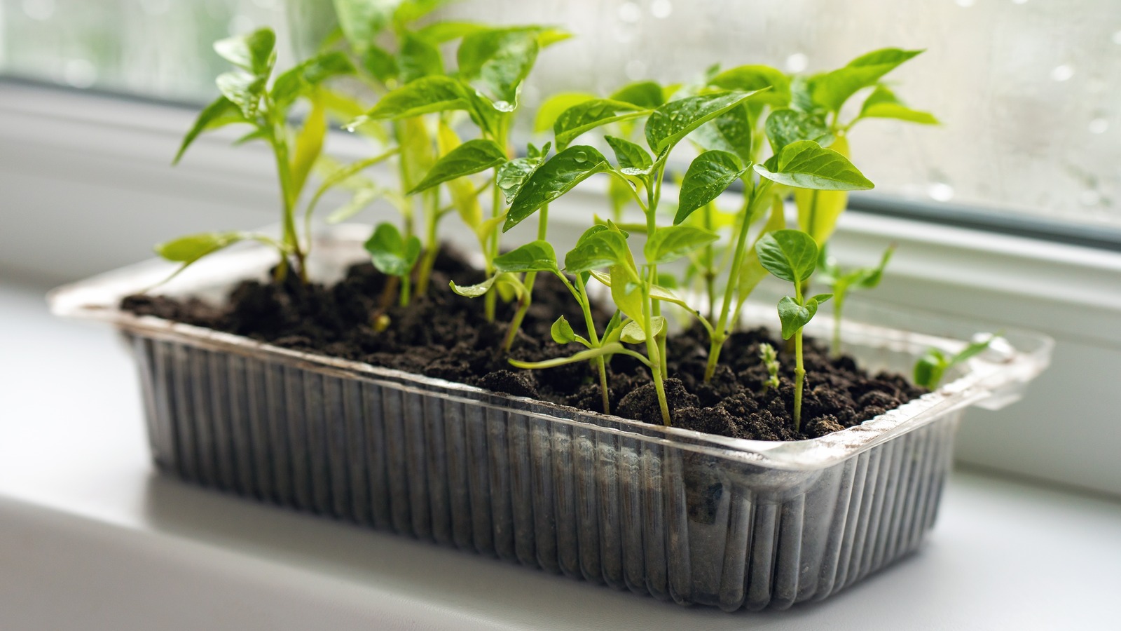 16 Ways To Reuse Plastic Fruit Containers Around Your Home & Garden