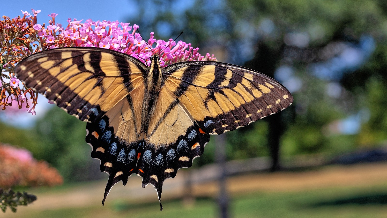 13 Breathtaking Butterflies You Might See Flying Around Your Yard & Garden