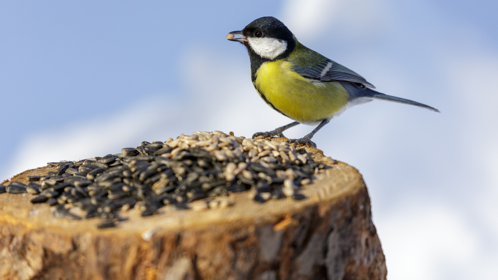 13 Household Items You Can Repurpose Into Creative Bird Feeders