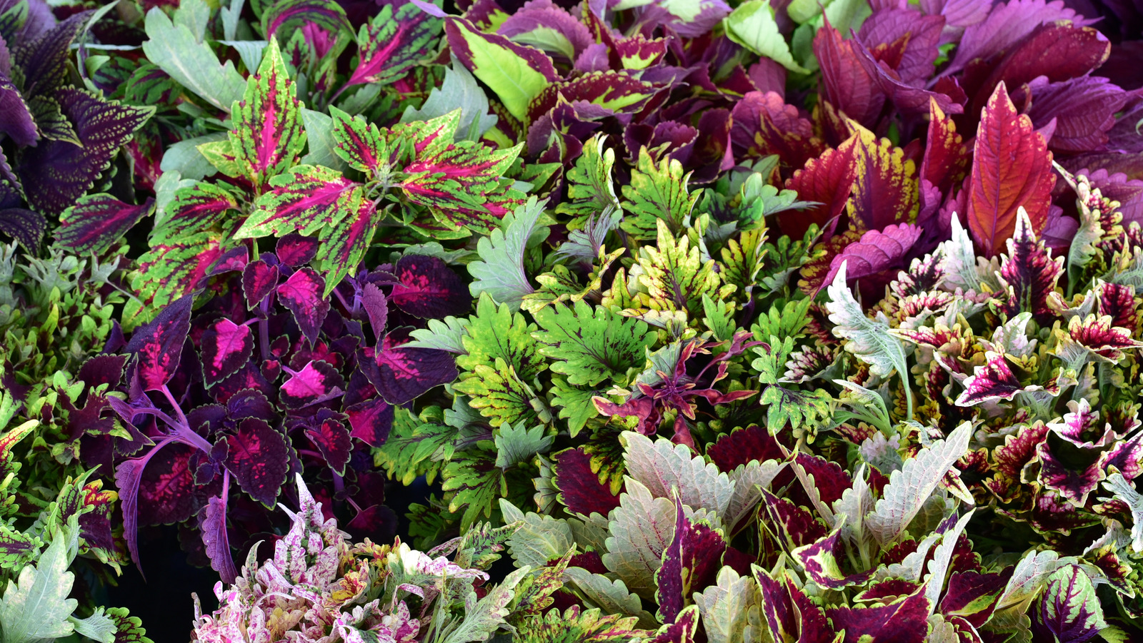 13 Stunning And Unusual Dark Colors Of Coleus You Should Plant In Your ...