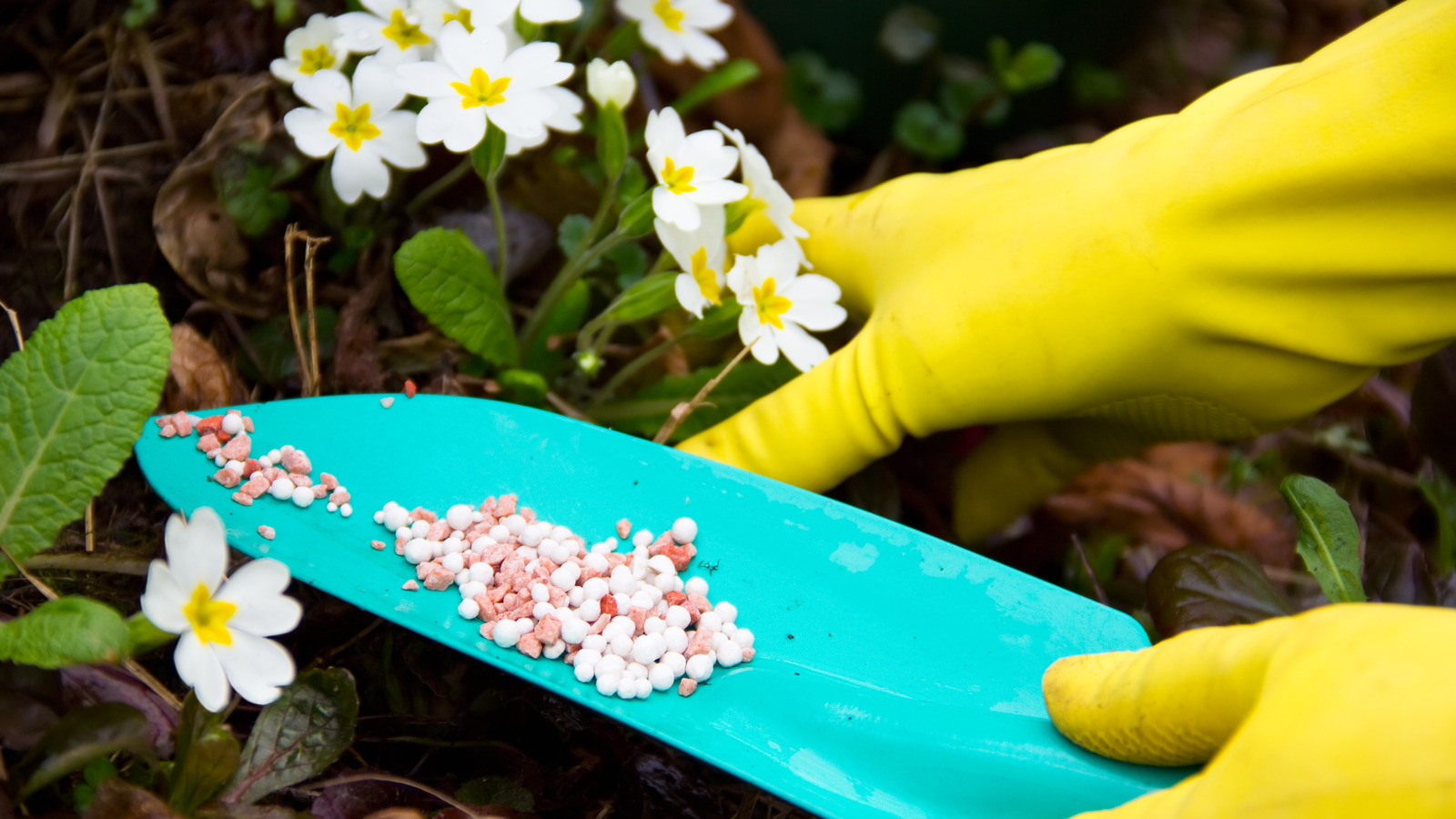 13 Shade-Loving White Flowering Plants