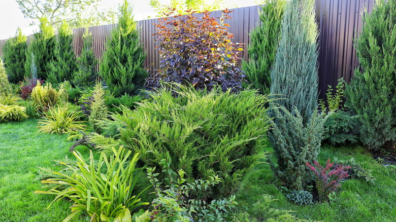 13 Winter Shelter Ideas That Keep Birds Coming To Your Yard