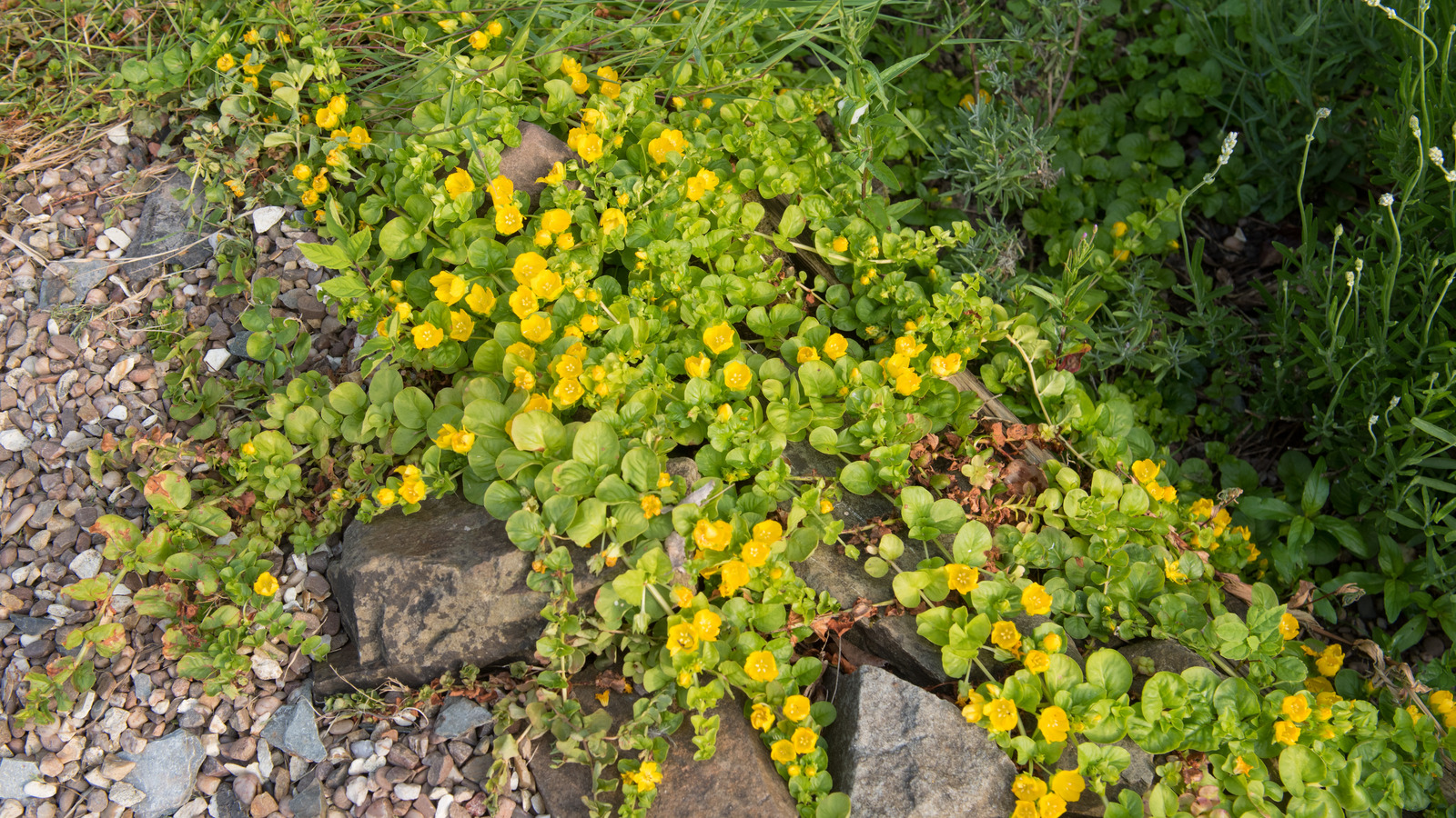 14 Companion Plants For A Garden Favorite Ground Cover, Creeping Jenny