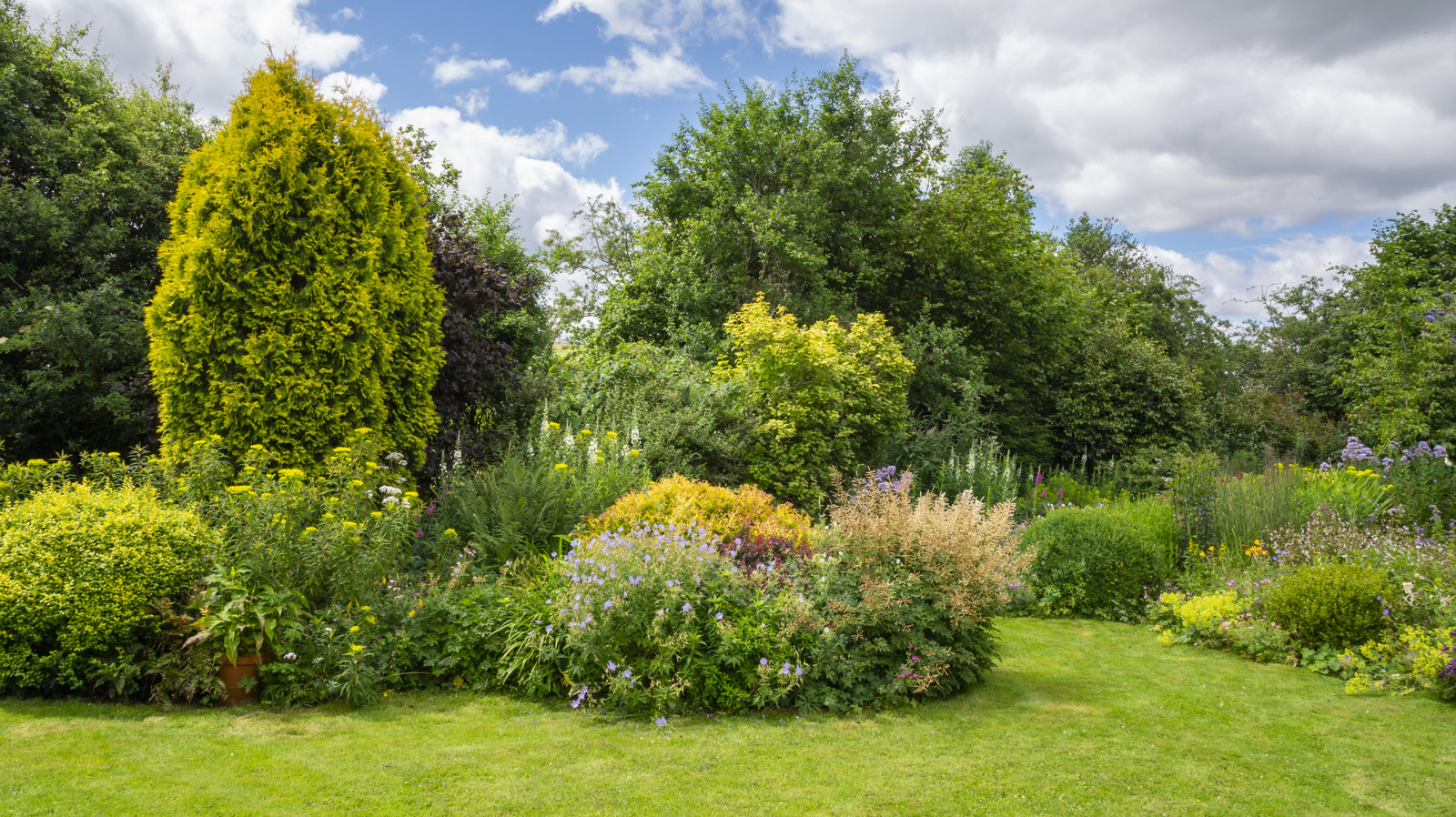 Fast Growing Trees For Privacy Screen