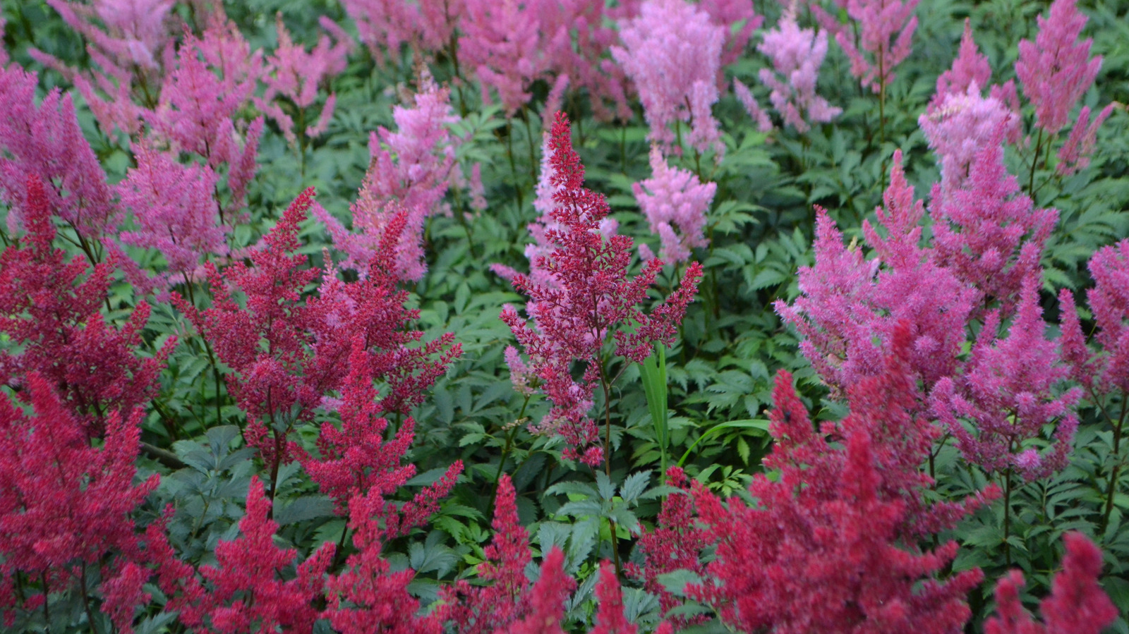 14 Gorgeous Astilbes To Plant In Your Shade Garden This Spring, Recommended By Our Professional ...