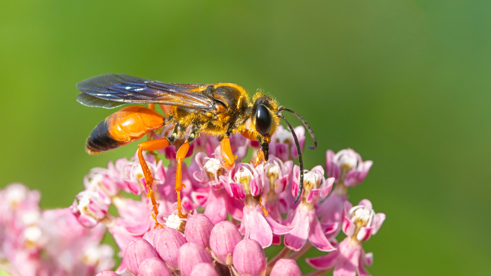 14 Stunning Plants That Help Keep Wasps Out Of Your Yard