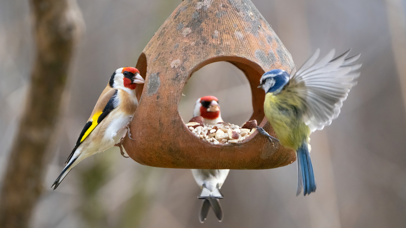 14 Thrift Store Finds You Can Turn Into Features Birds Will Love