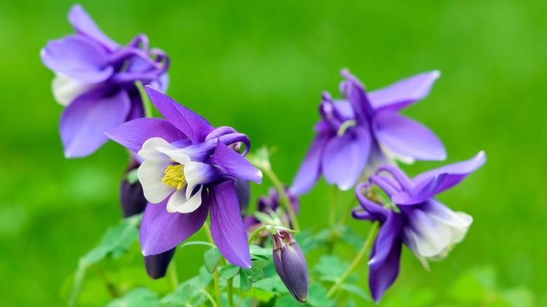 15 Best Native Plants To Grow If You Live In The PNW