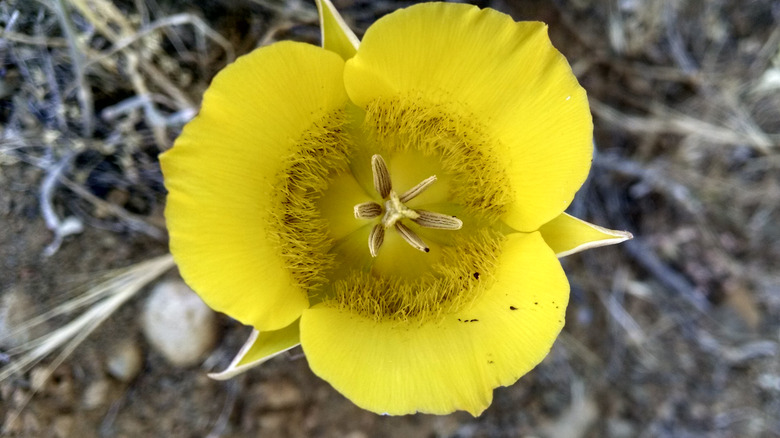 15 Best Native Plants To Grow If You Live In The PNW