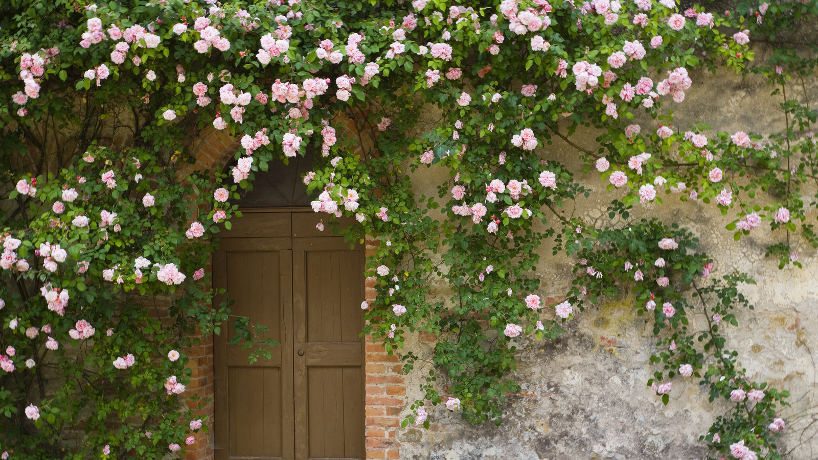 Discover 15 Climbing Plants For A Stunning North-Facing Wall
