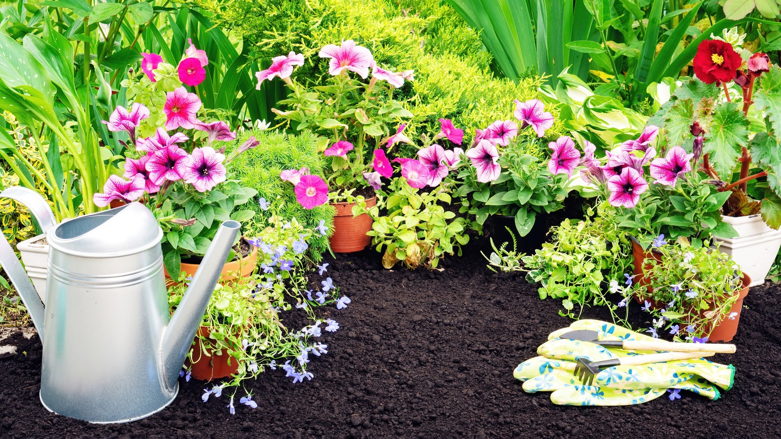 15 Colorful Flowers That Will Bloom In Your Garden In Early Spring