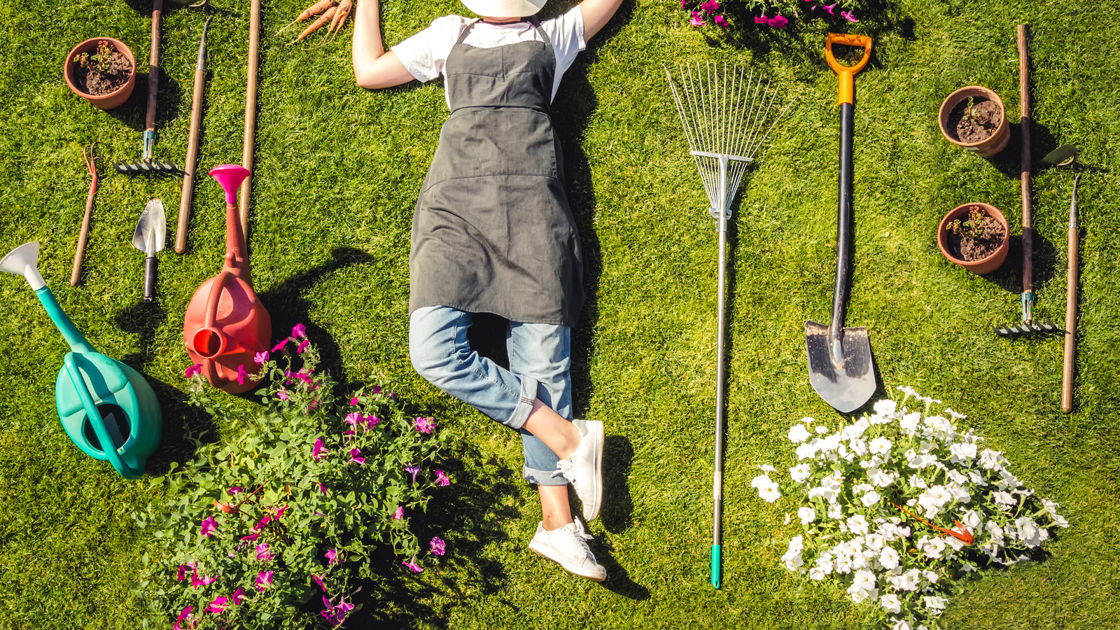 15 Colorful Ornamental Grasses To Add To Your Landscape