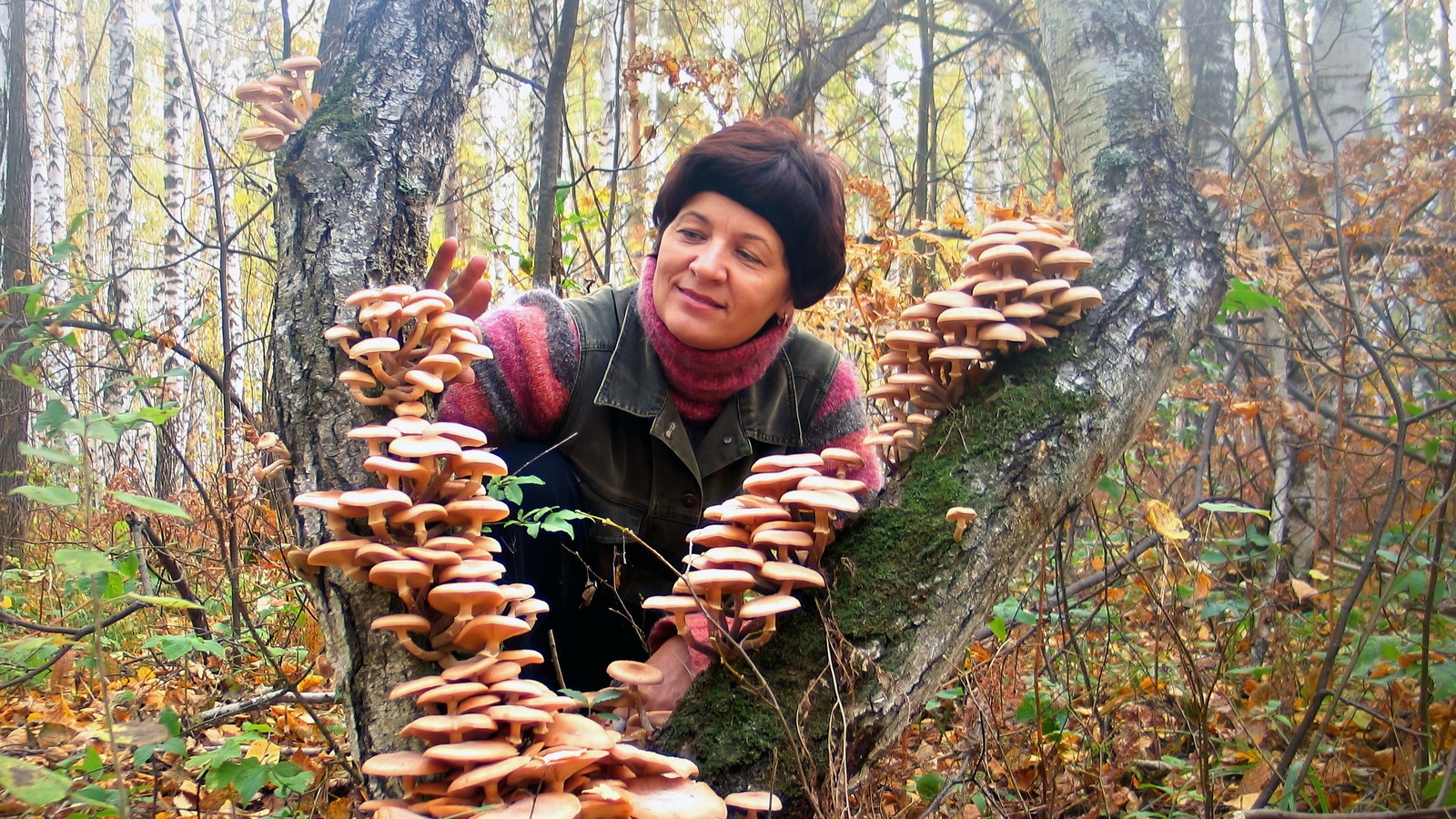 15 Common Mushrooms That Grow On Trees In Your Yard