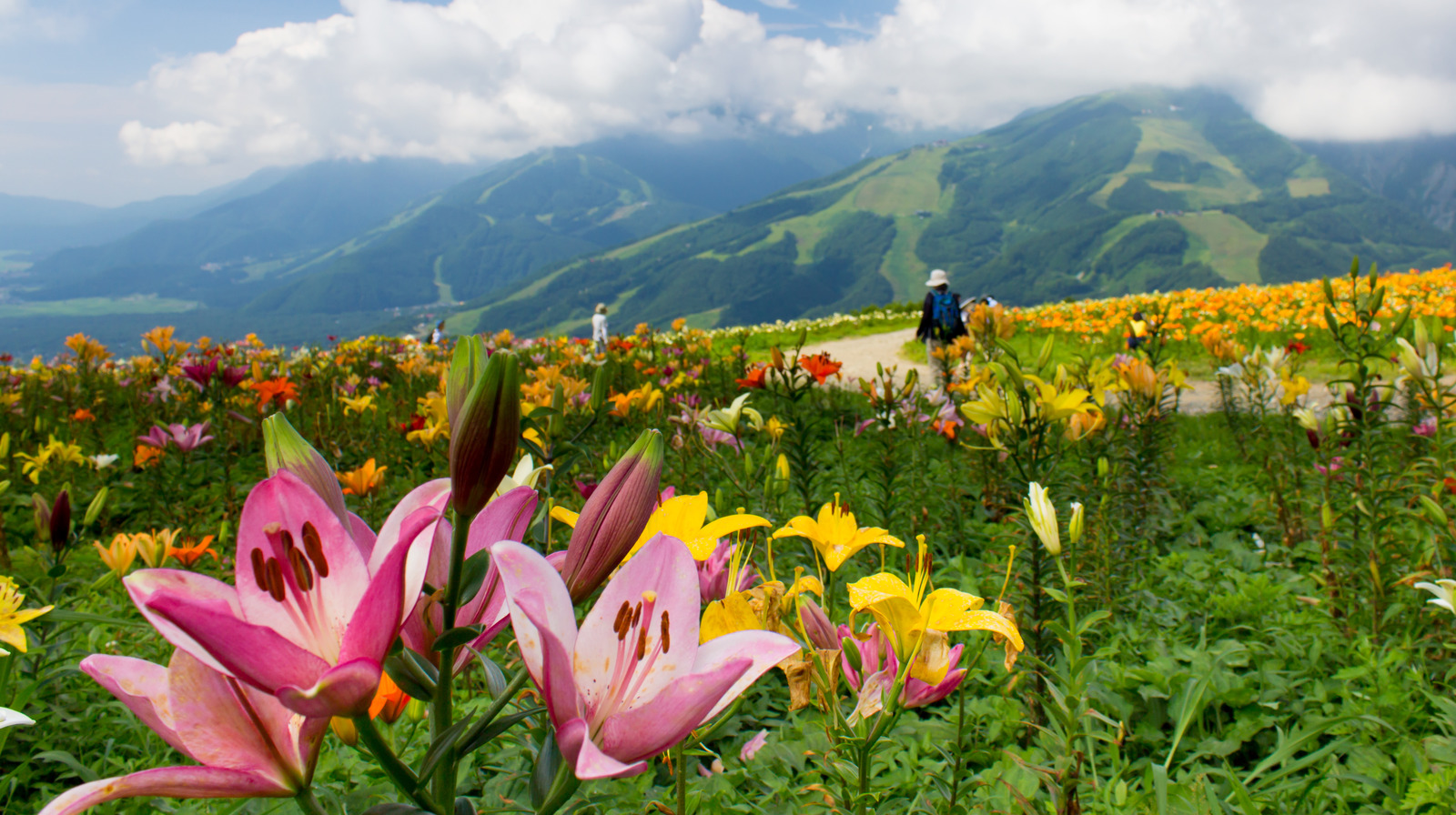 15 Dazzling Lilies That Will Bring Color To Your Garden