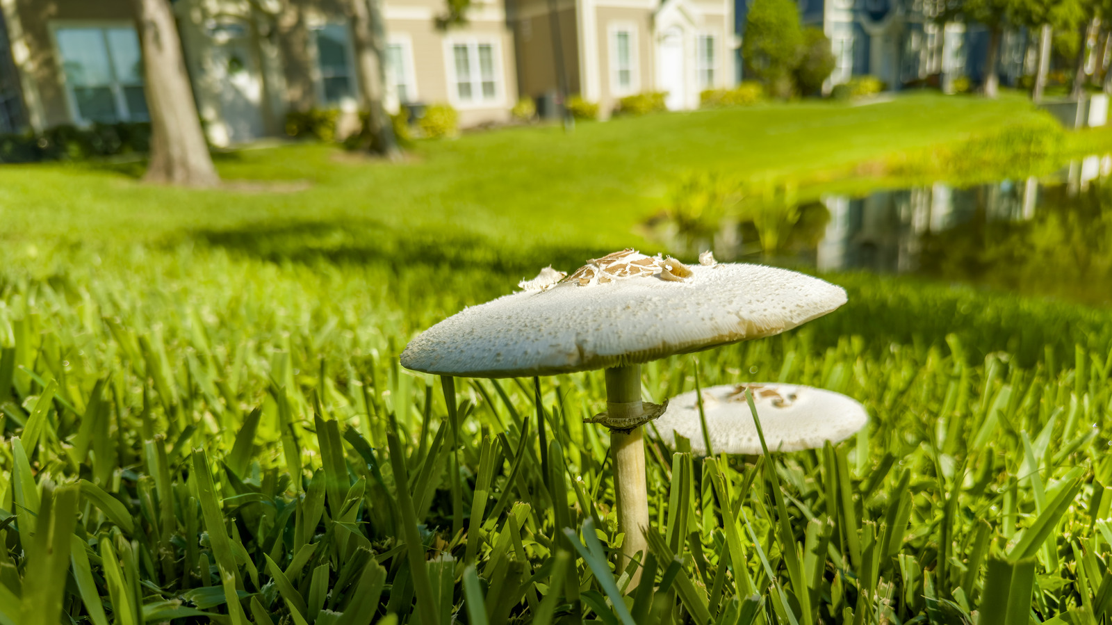 The 15 deadly mushroom types growing in U.S. backyards everywhere