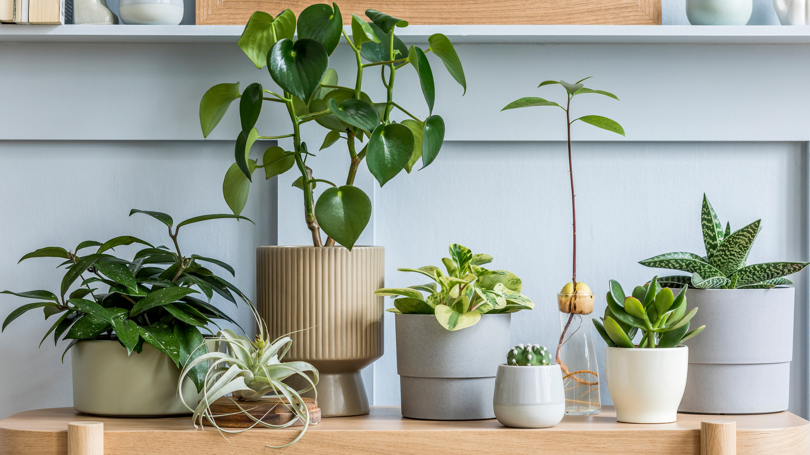 15 Plants For Your Garden That Will Bring Positive Energy